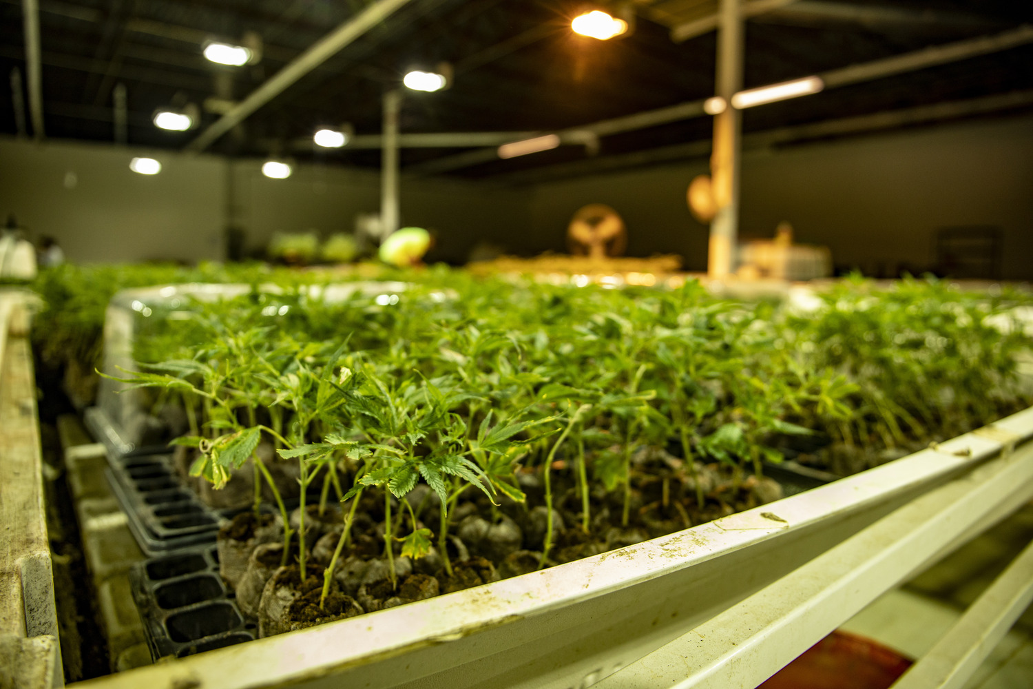 Podcast | Cultivation Space Design for Cannabis and other CEA ...